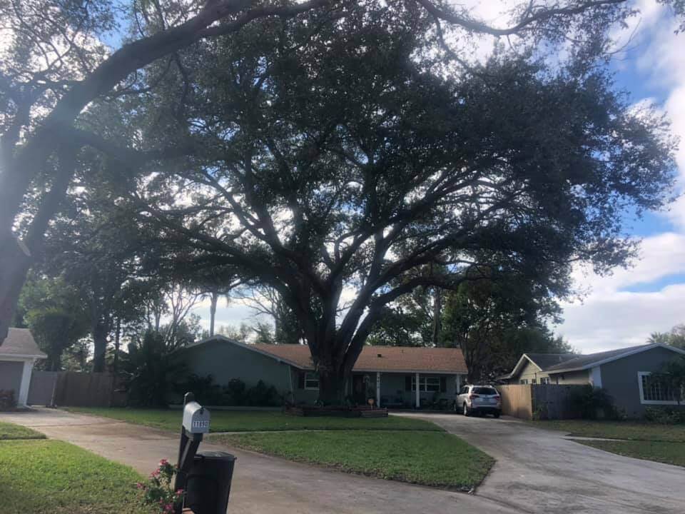 Trees That Add Value To Your Home And How To Take Care Of Them - The ...