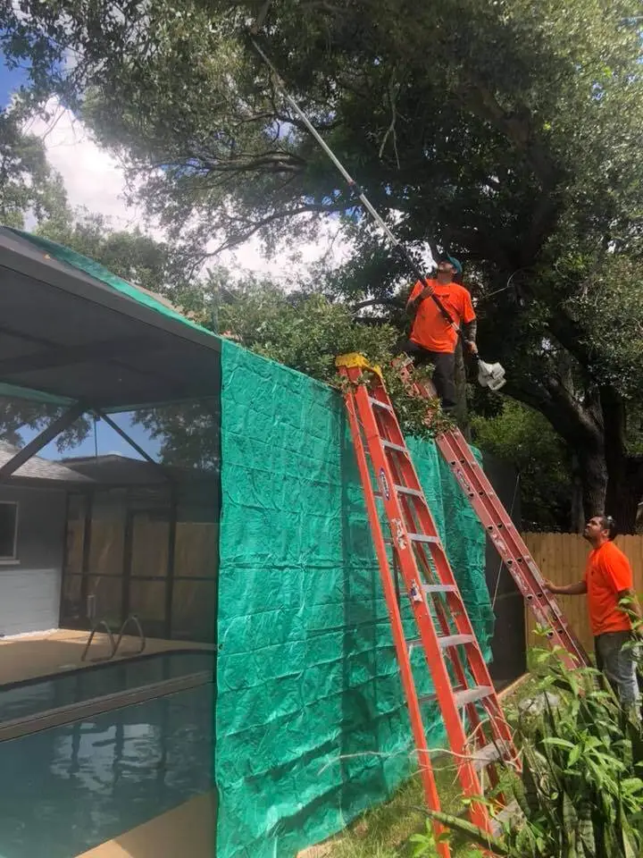 Trimming over a pool cage - The Tree Feller